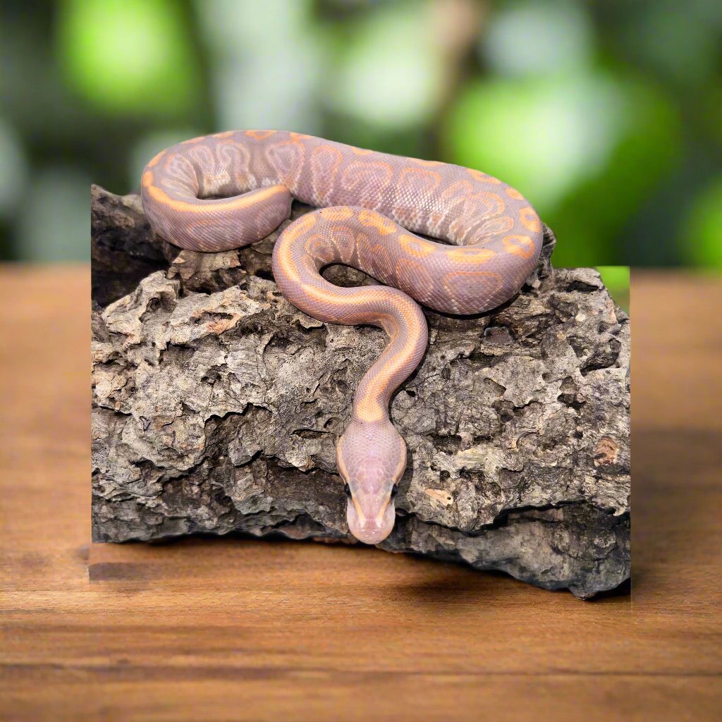 Ball Pythons for Sale — Jungle Bobs Reptile World