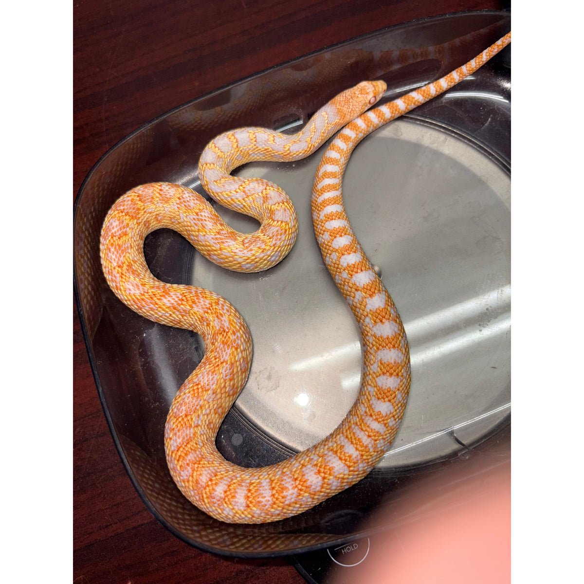 Albino San Diego Gopher Snake (Pituophis melanoleucus catenifer ...