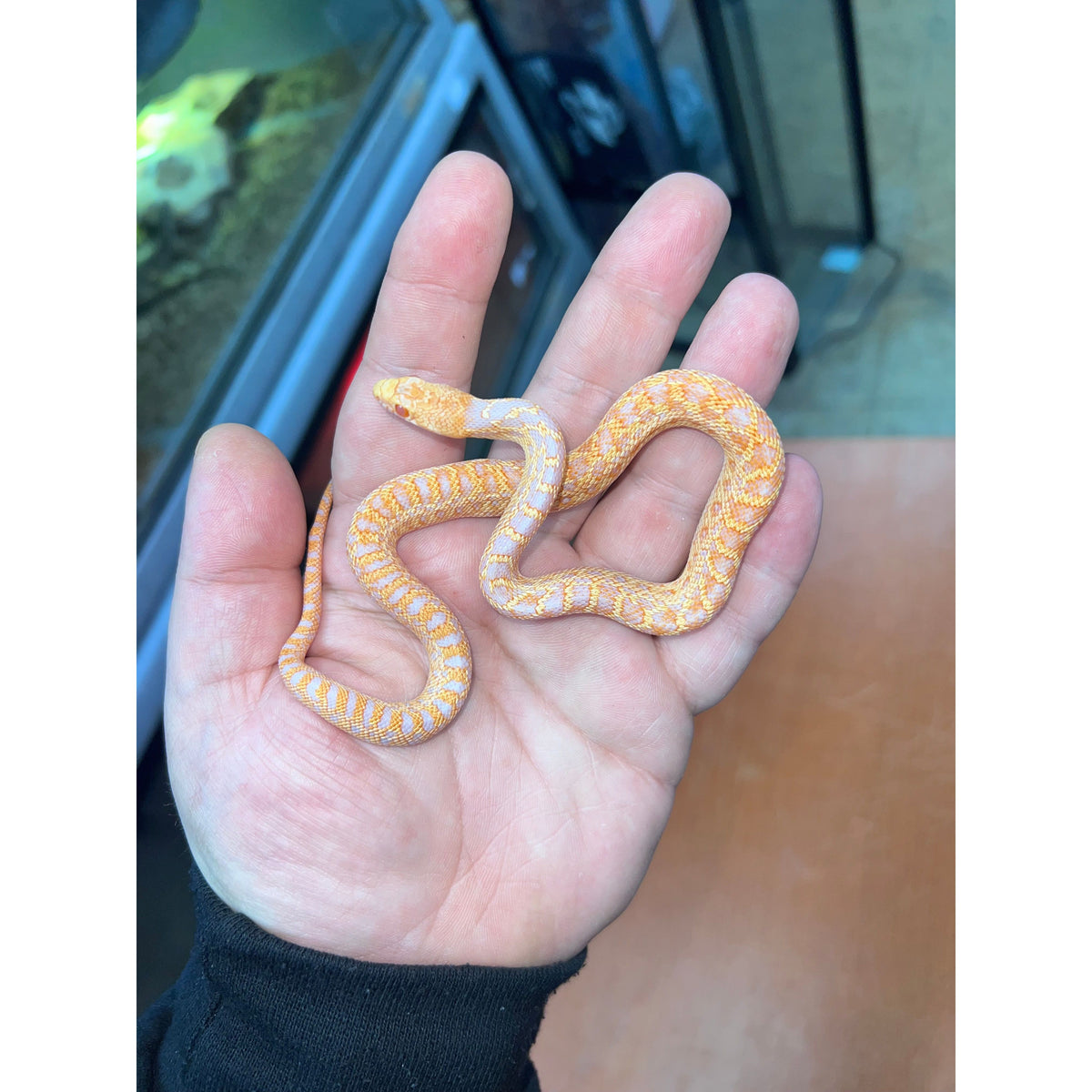 Albino San Diego Gopher Snake (Pituophis melanoleucus catenifer ...