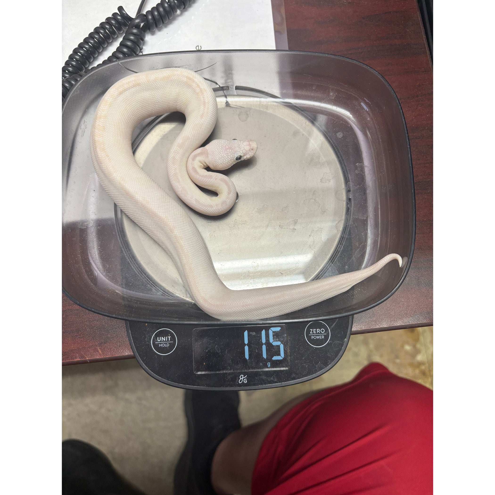 Blue Eye Leucistic Ball Python (Baby-Juvenile) — Jungle Bobs Reptile World