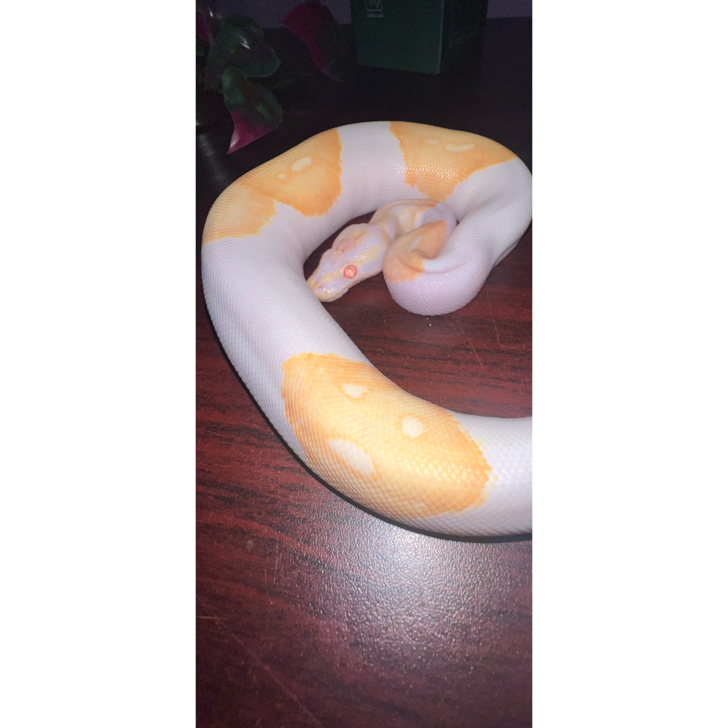 Ball Pythons for Sale — Jungle Bobs Reptile World