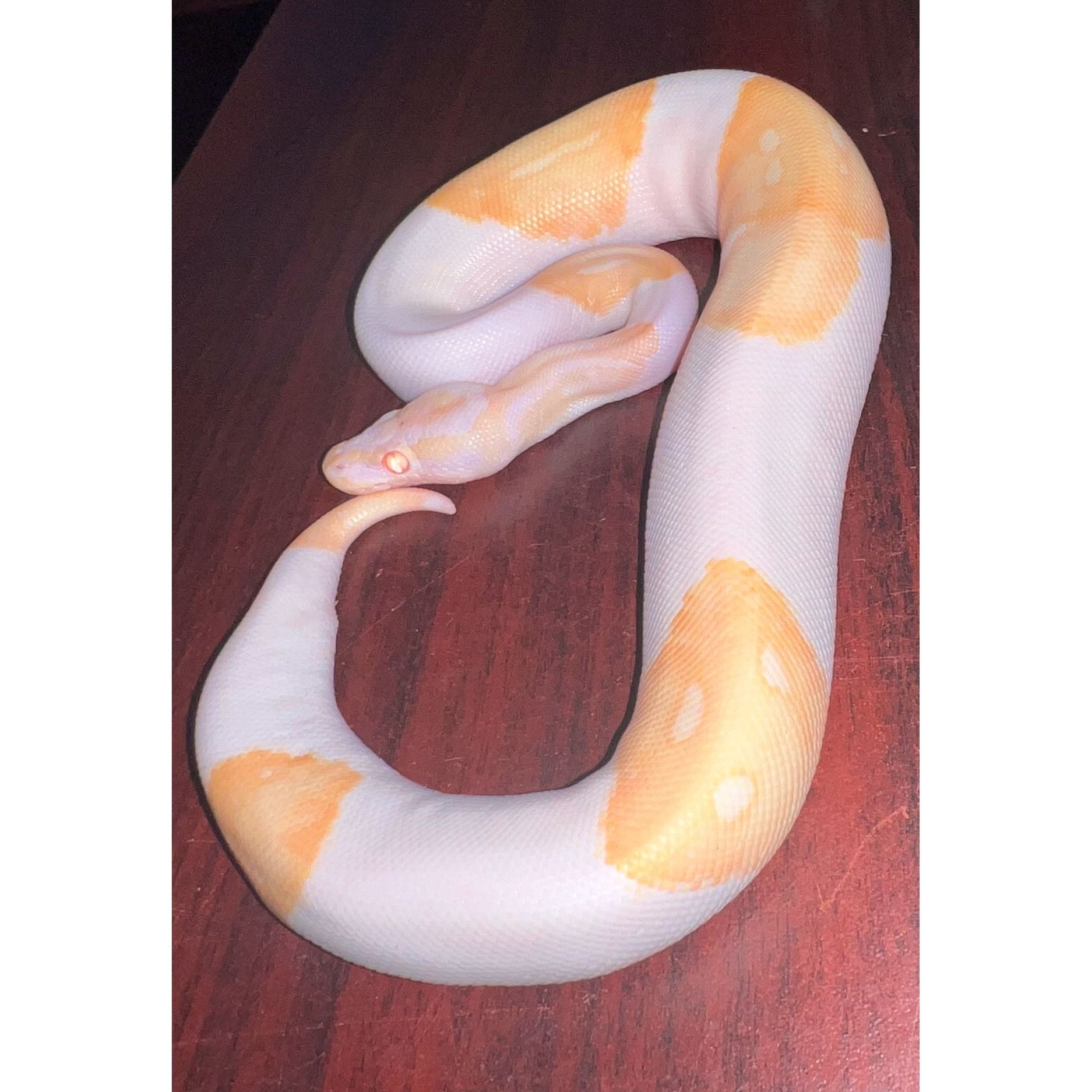 Ball Pythons for Sale — Jungle Bobs Reptile World