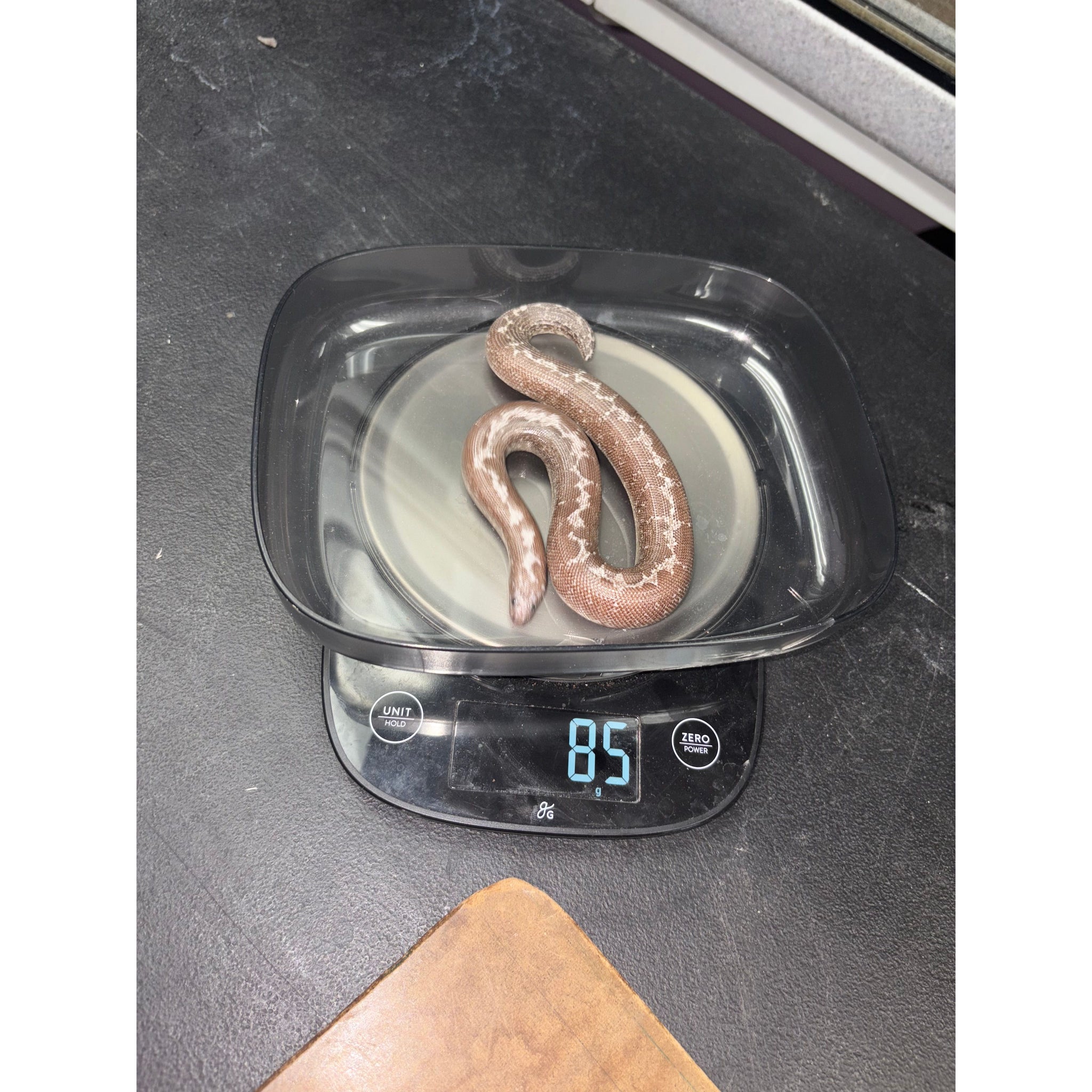 Boas for Sale — Jungle Bobs Reptile World