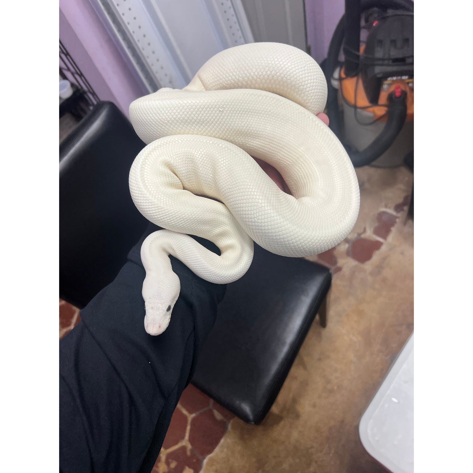 Ball Pythons for Sale — Jungle Bobs Reptile World