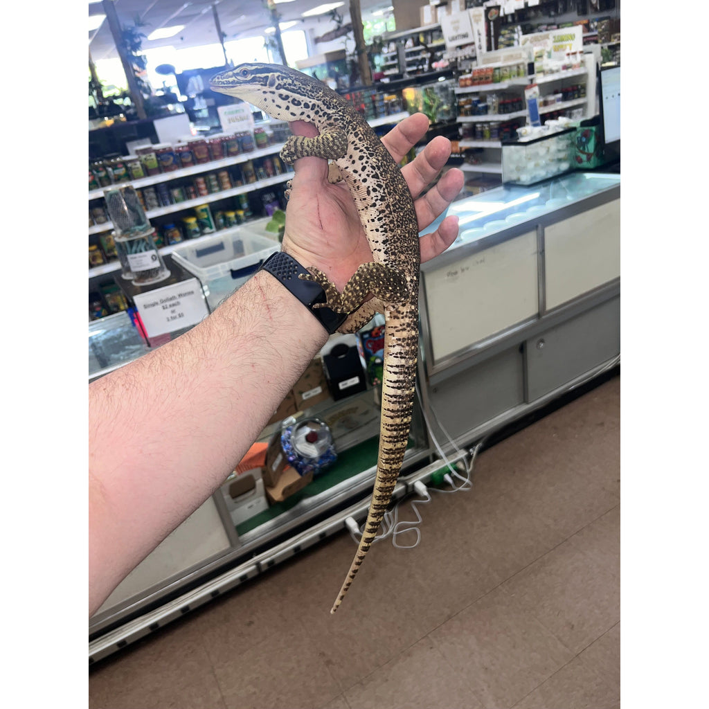 Monitors & Tegus for Sale — Jungle Bobs Reptile World