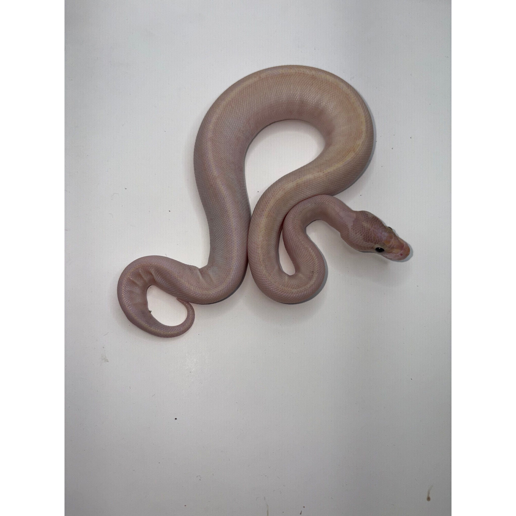 Ball Pythons for Sale — Jungle Bobs Reptile World