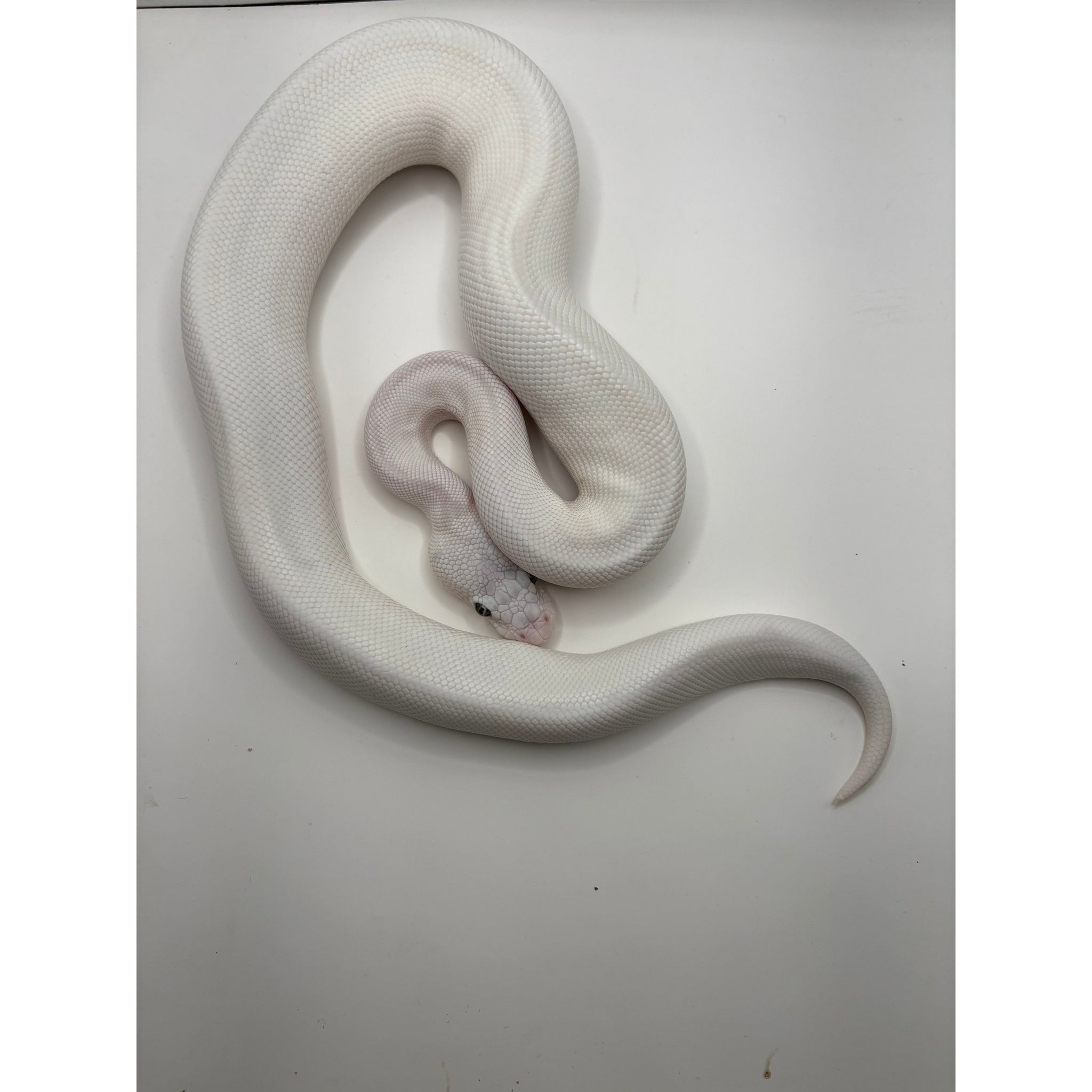 Ball Pythons for Sale — Jungle Bobs Reptile World