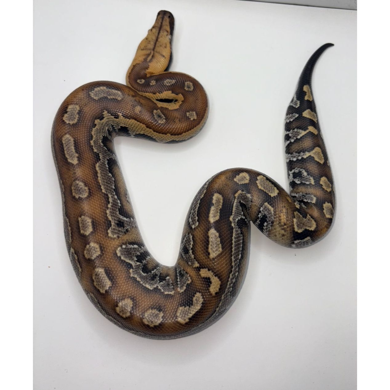 Sumatran Red Blood Python (Python brongersmai) — Jungle Bobs Reptile World