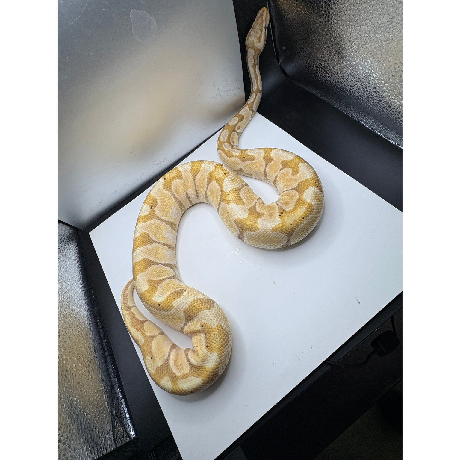Ball Pythons for Sale — Jungle Bobs Reptile World
