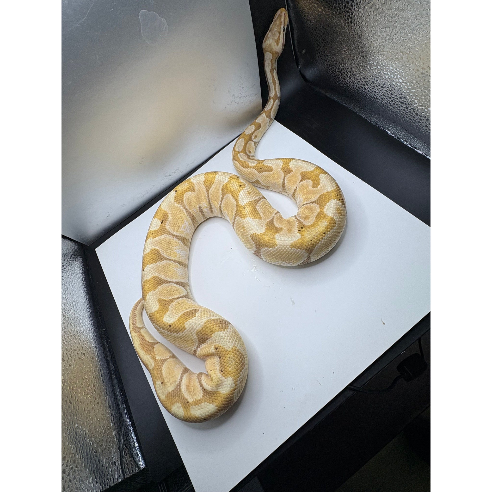 Ball Pythons for Sale — Jungle Bobs Reptile World