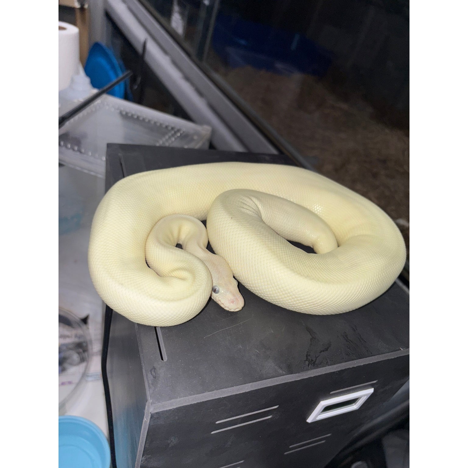 Ball Pythons for Sale — Jungle Bobs Reptile World