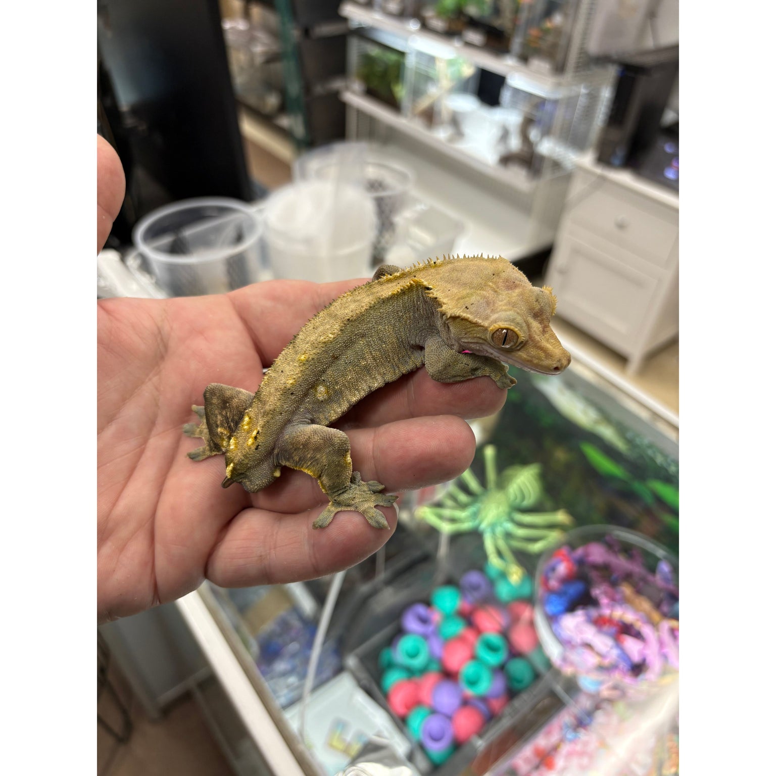 Geckos for Sale — Jungle Bobs Reptile World