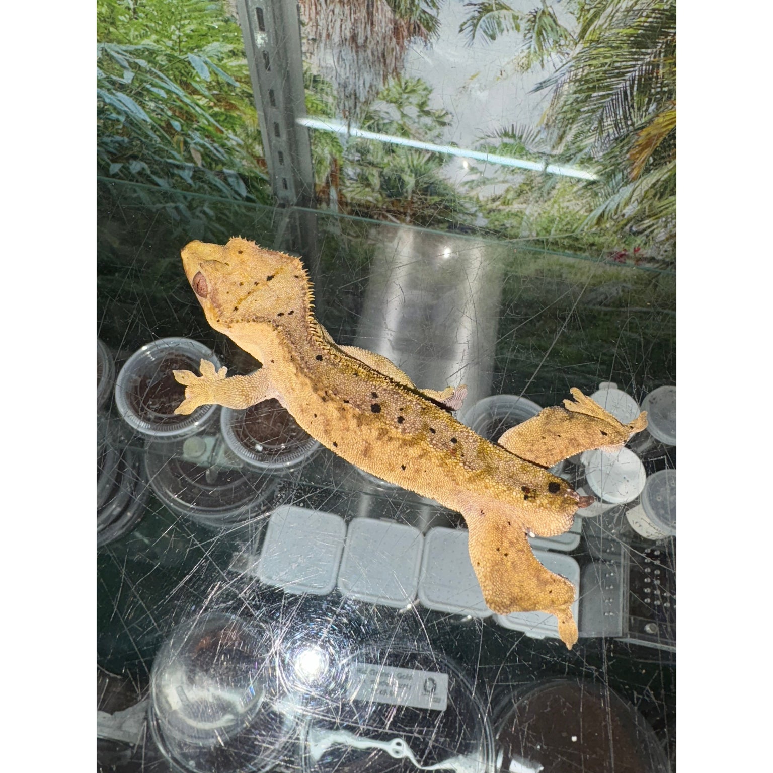 Geckos for Sale — Jungle Bobs Reptile World