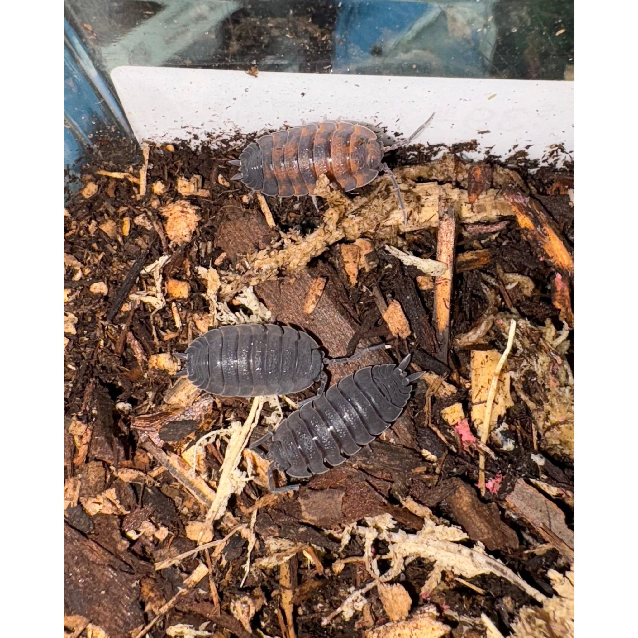 Isopods for Sale — Jungle Bobs Reptile World
