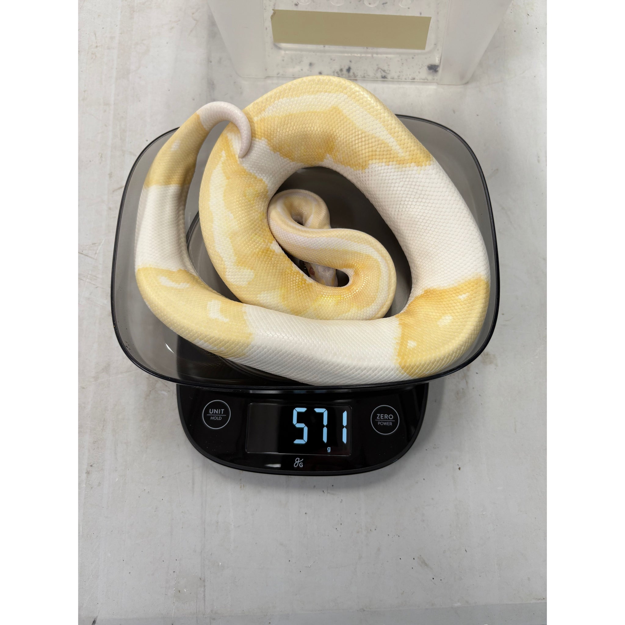 Ball Pythons for Sale — Jungle Bobs Reptile World