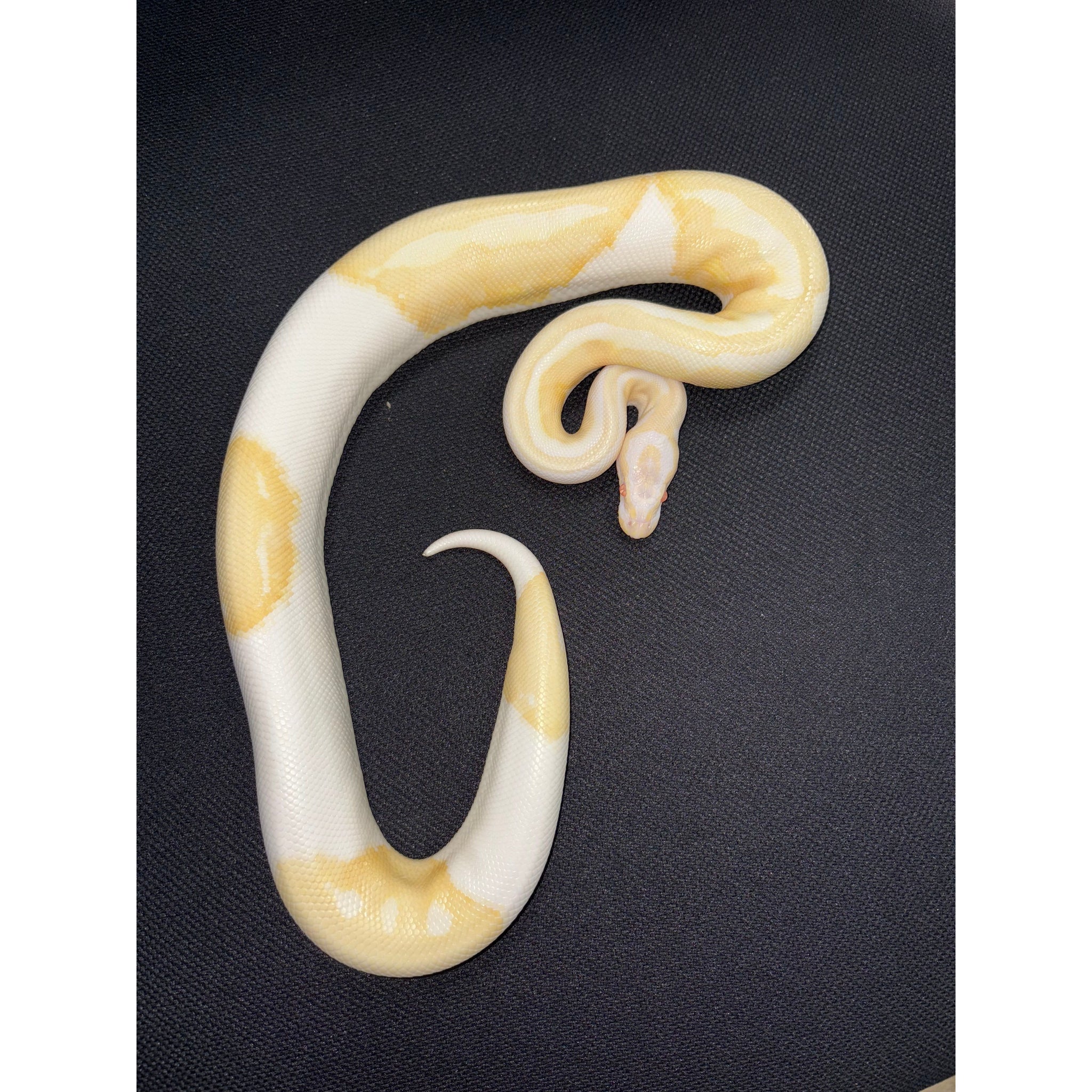 Ball Pythons for Sale — Jungle Bobs Reptile World