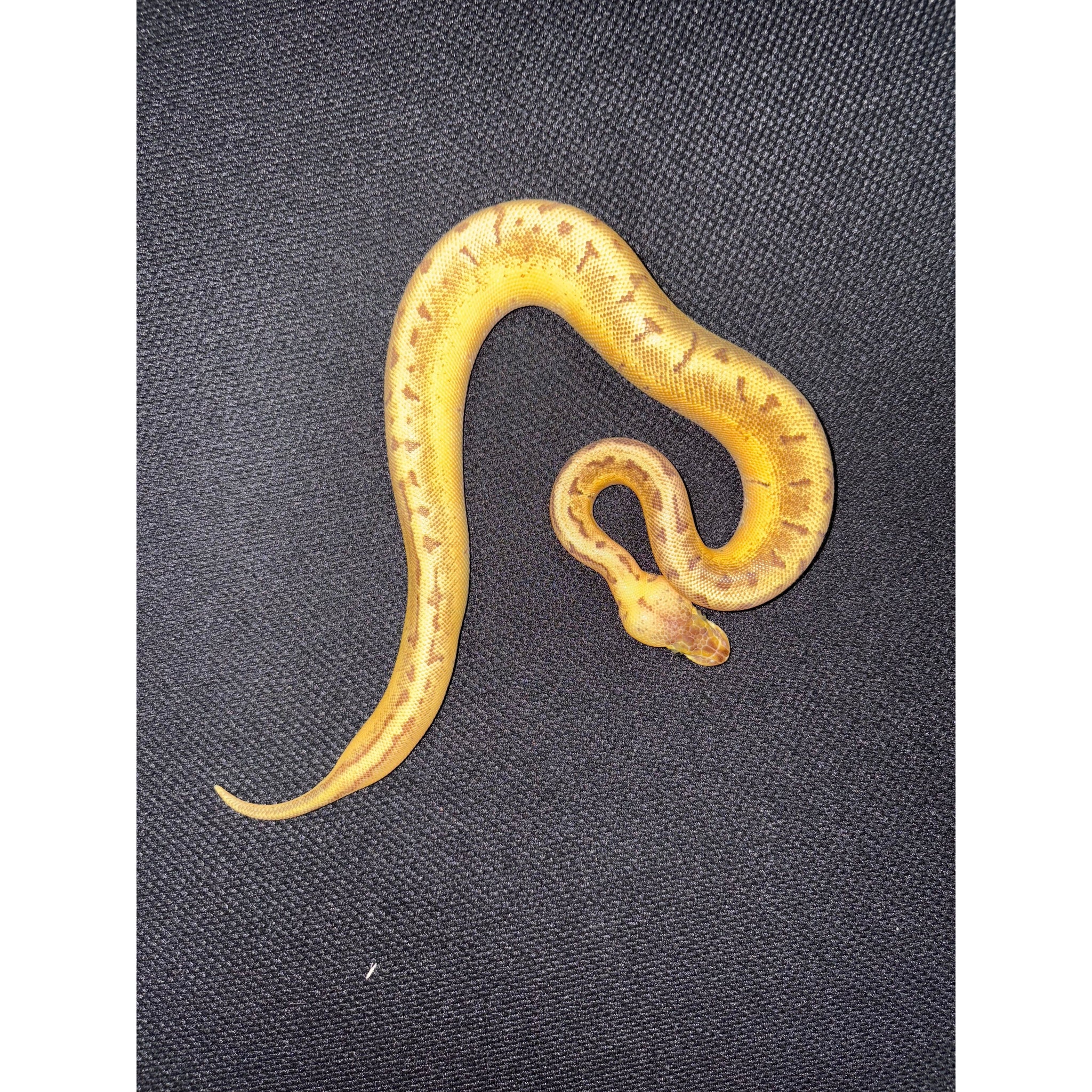 Ball Pythons for Sale — Jungle Bobs Reptile World