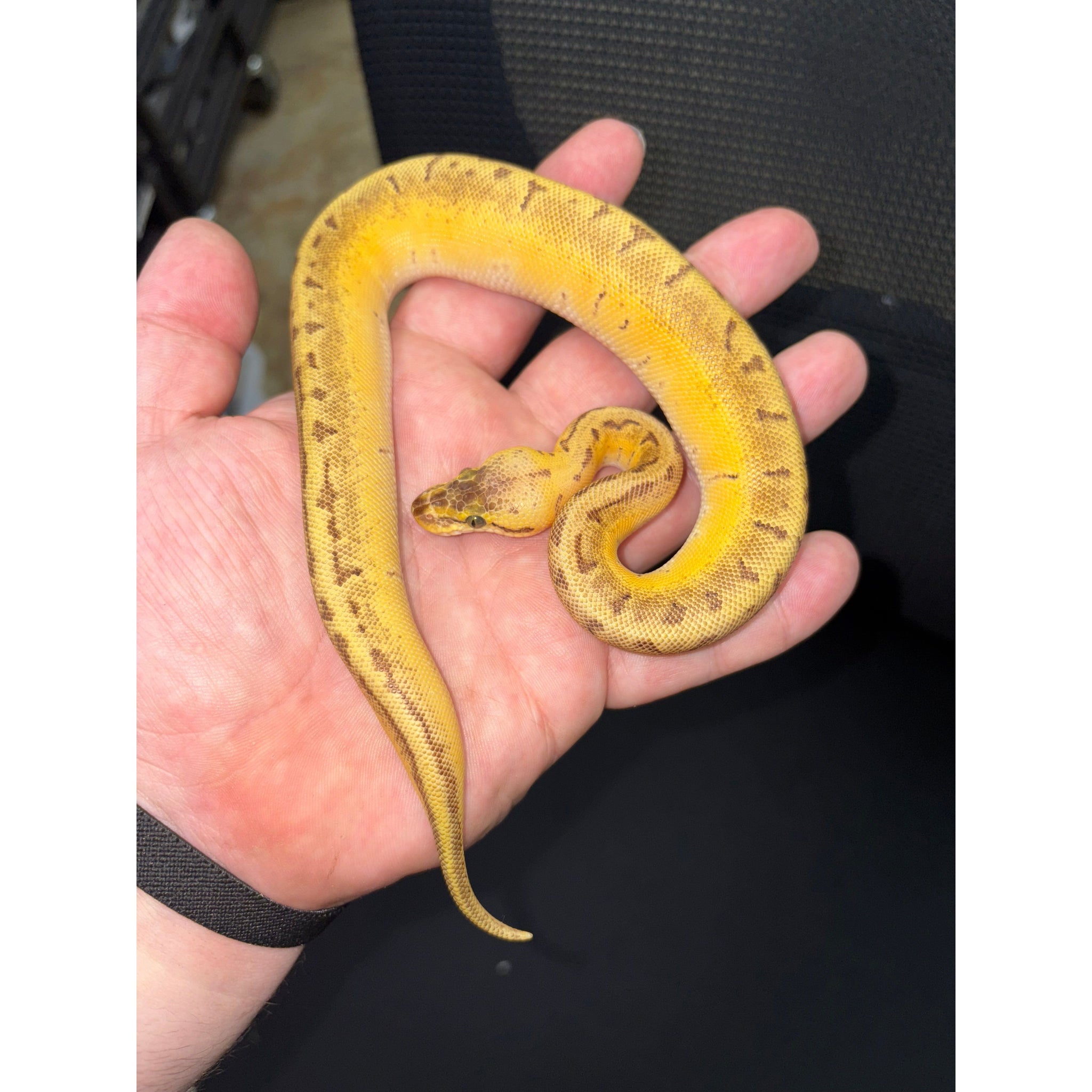 Ball Pythons for Sale — Jungle Bobs Reptile World