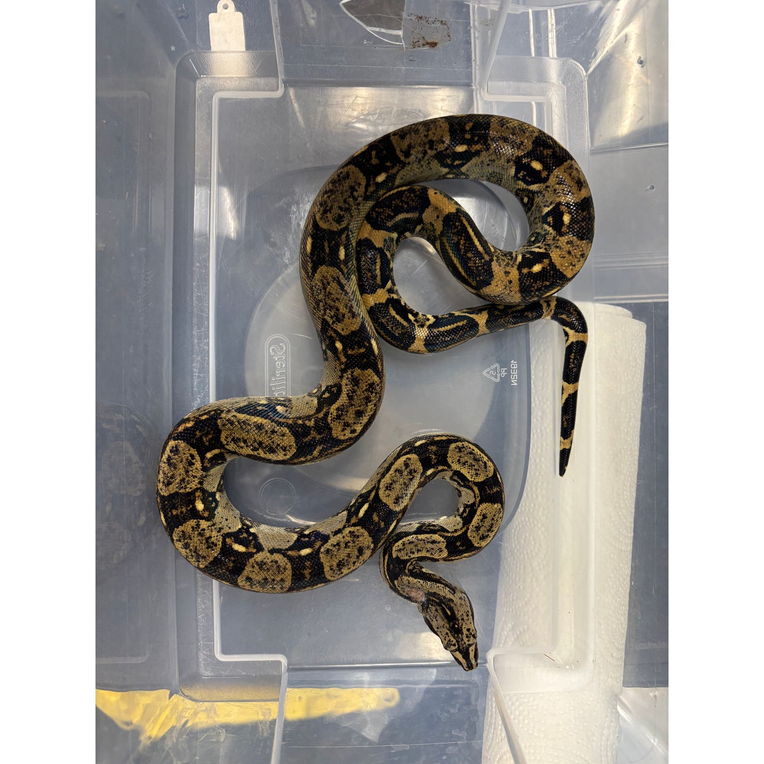 Peruvian Long Tail Boa (M) (Boa constrictor longicauda) — Jungle Bobs ...
