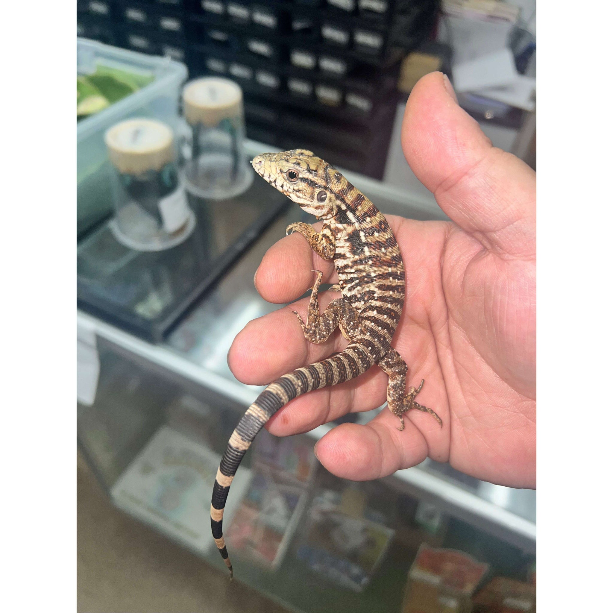Monitors & Tegus for Sale — Jungle Bobs Reptile World
