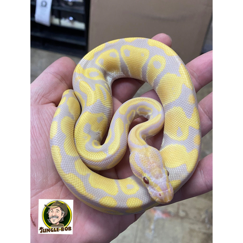 Ball Pythons for Sale — Jungle Bobs Reptile World