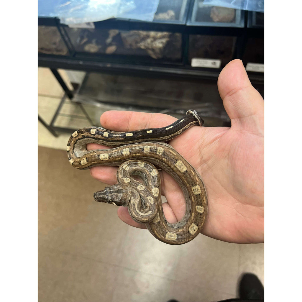 Boas for Sale — Jungle Bobs Reptile World