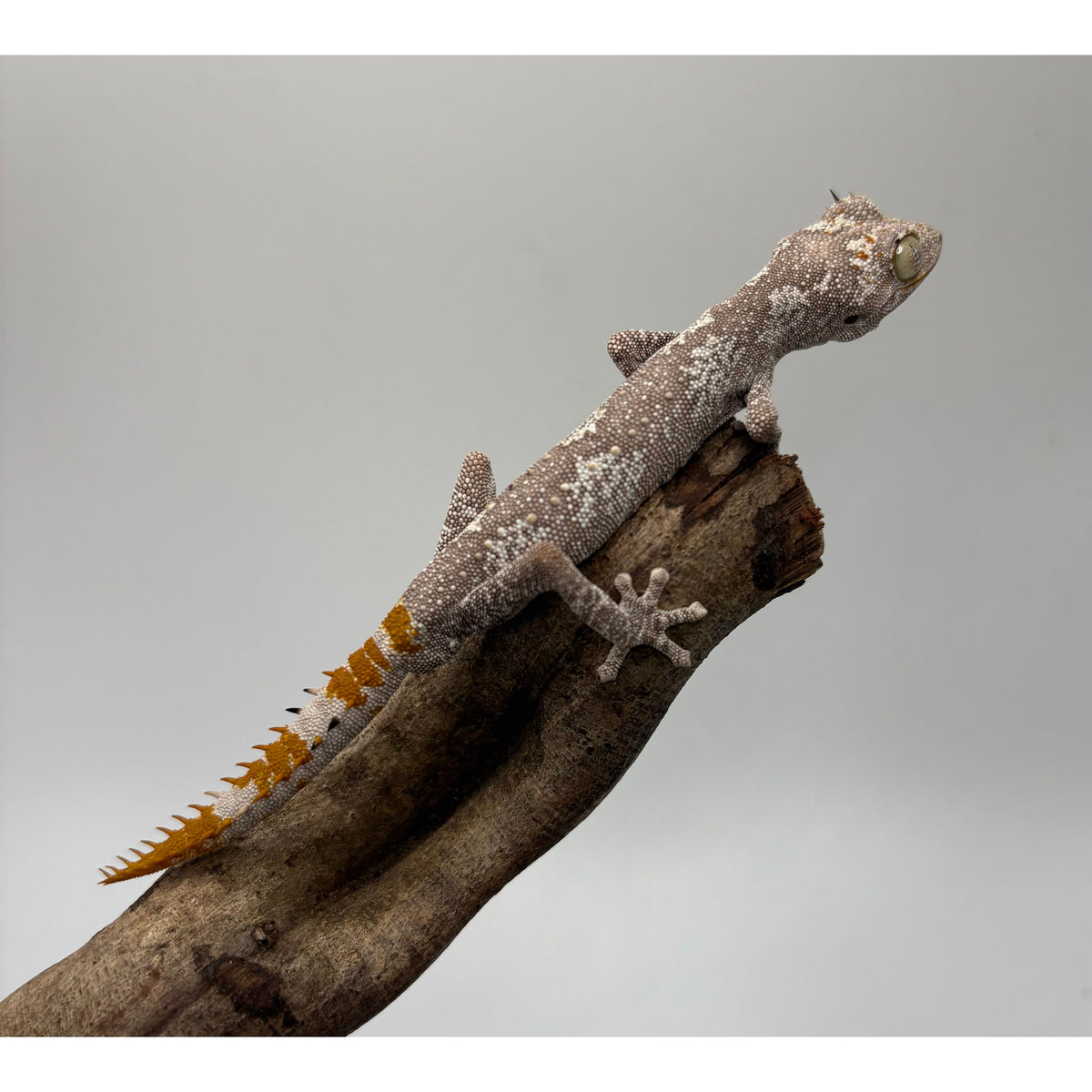Northern Spiny Tail Gecko (Strophurus ciliaris) (Adult Pair) — Jungle ...
