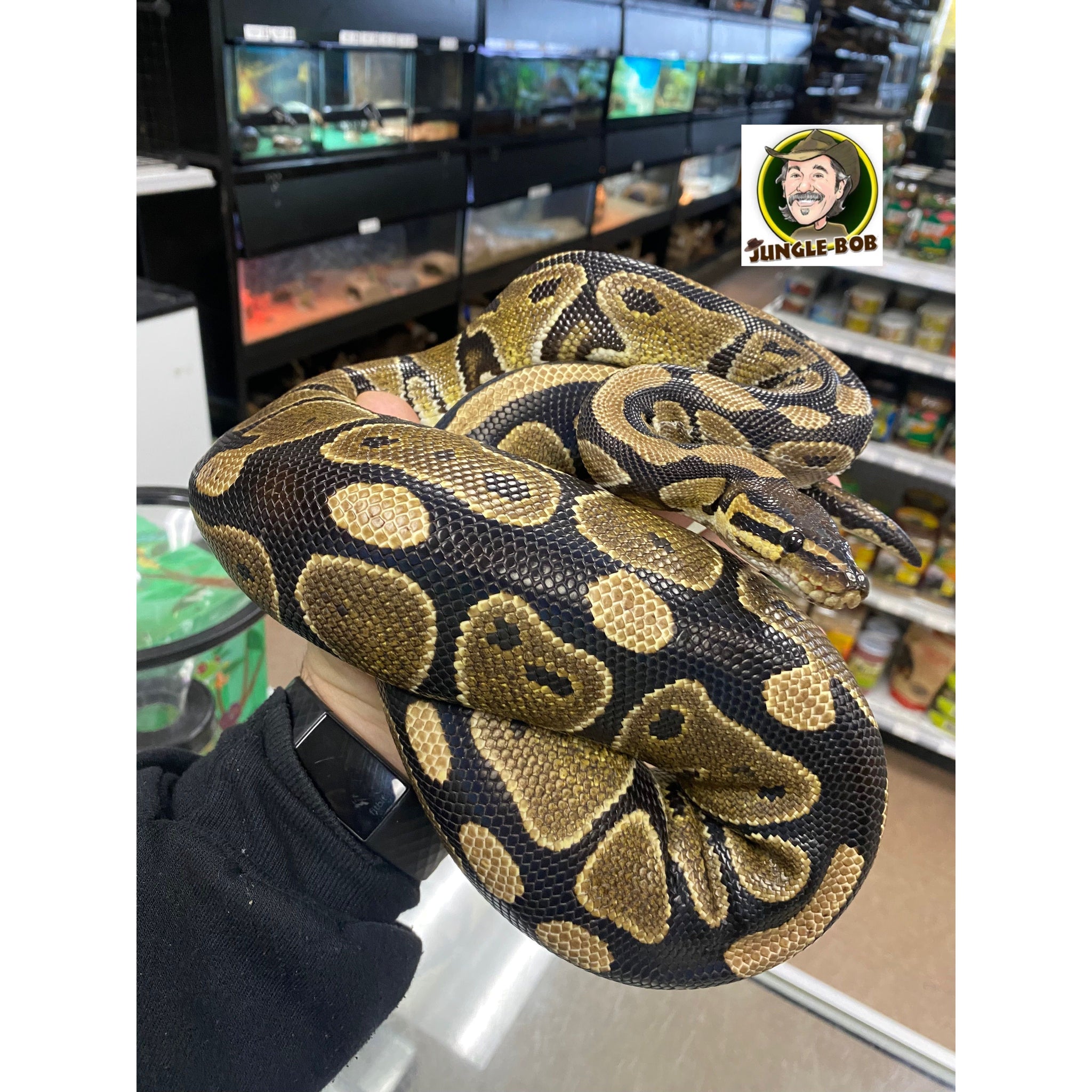 Ball Pythons for Sale — Jungle Bobs Reptile World