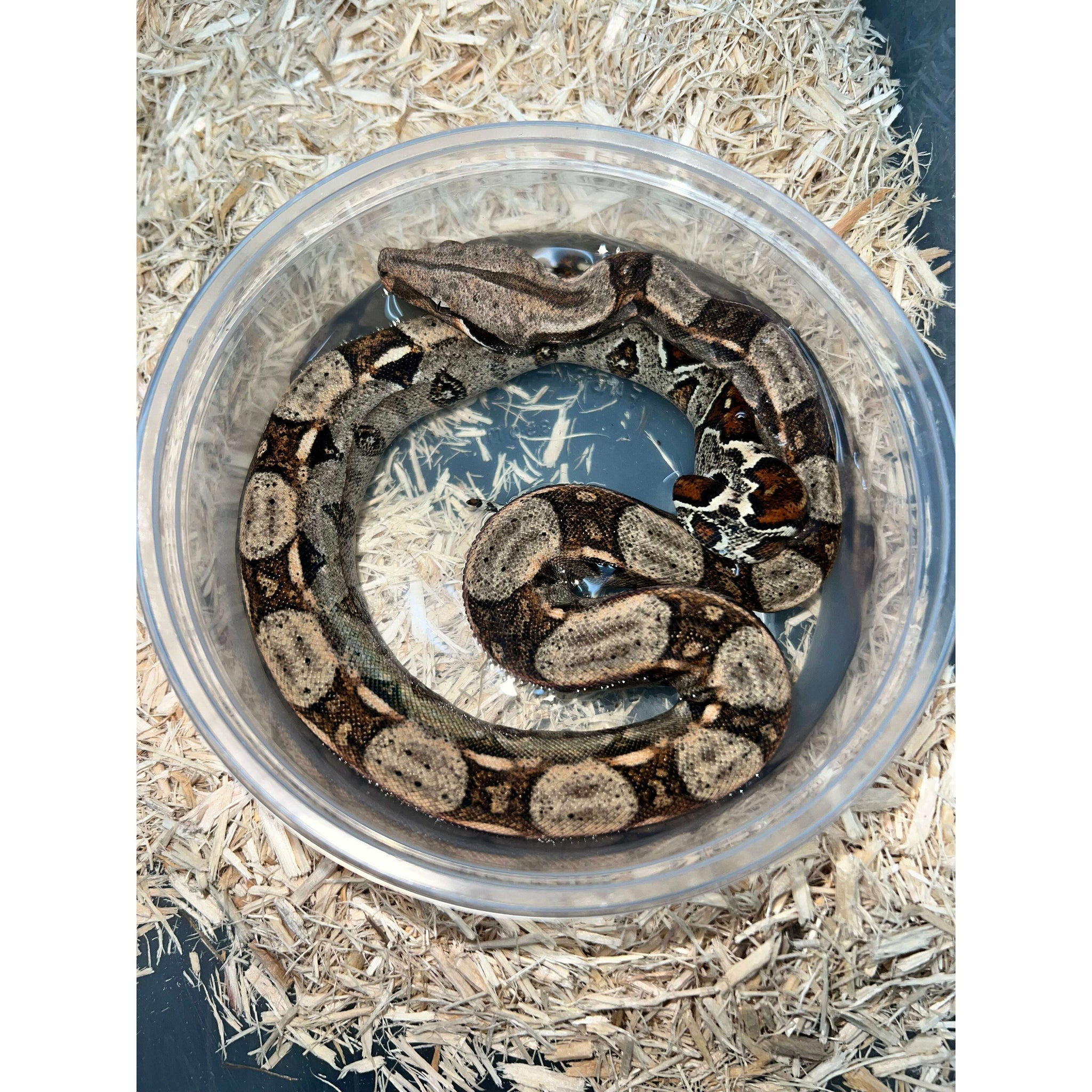 Boas for Sale — Jungle Bobs Reptile World