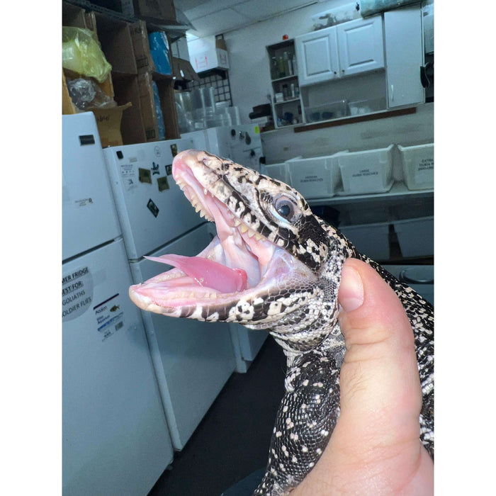Full Grown Columbian Tegu