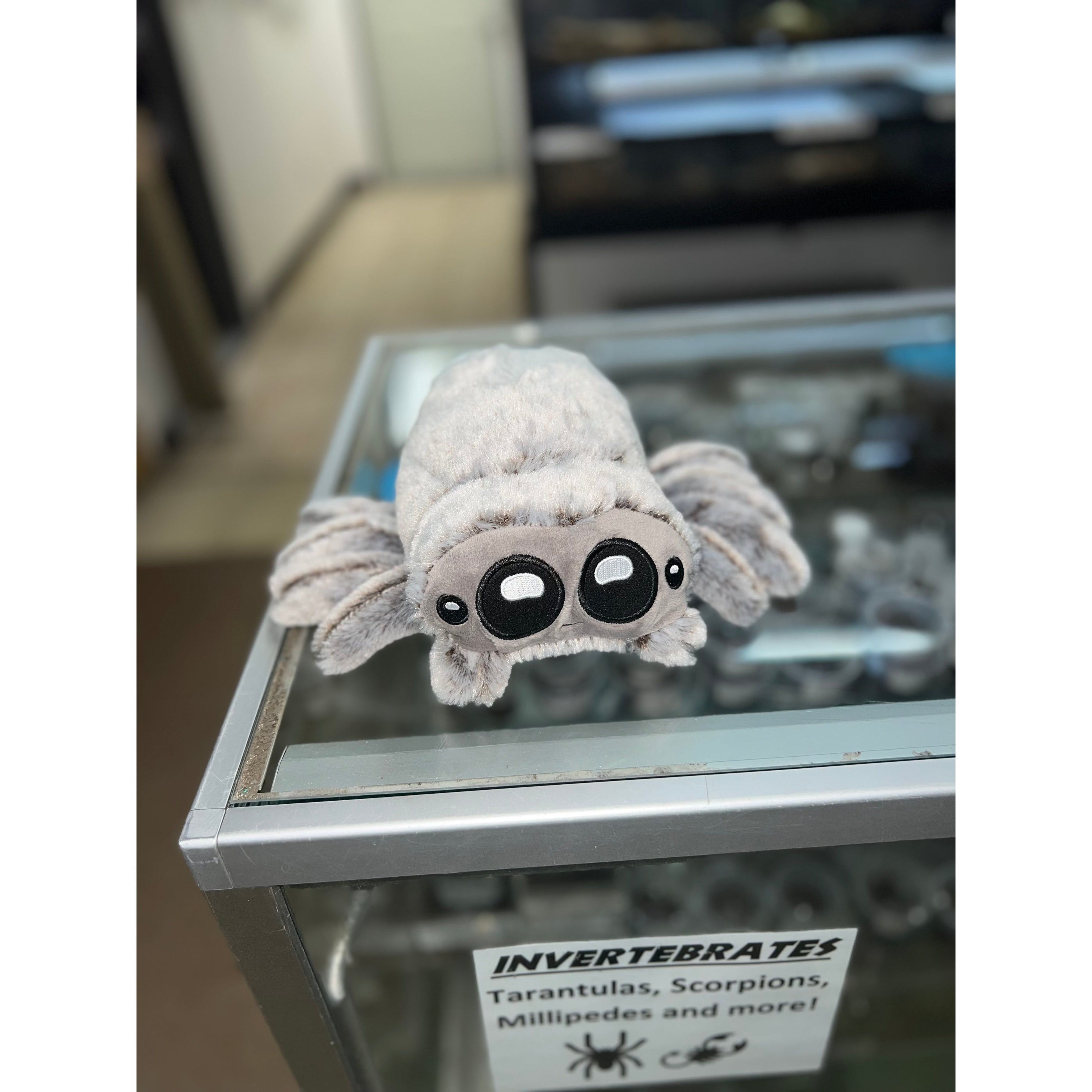 Jumping Spider Plush Toy — Jungle Bobs Reptile World