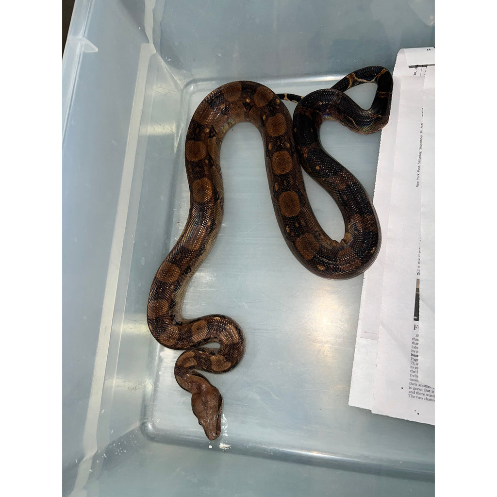 Boas for Sale — Jungle Bobs Reptile World