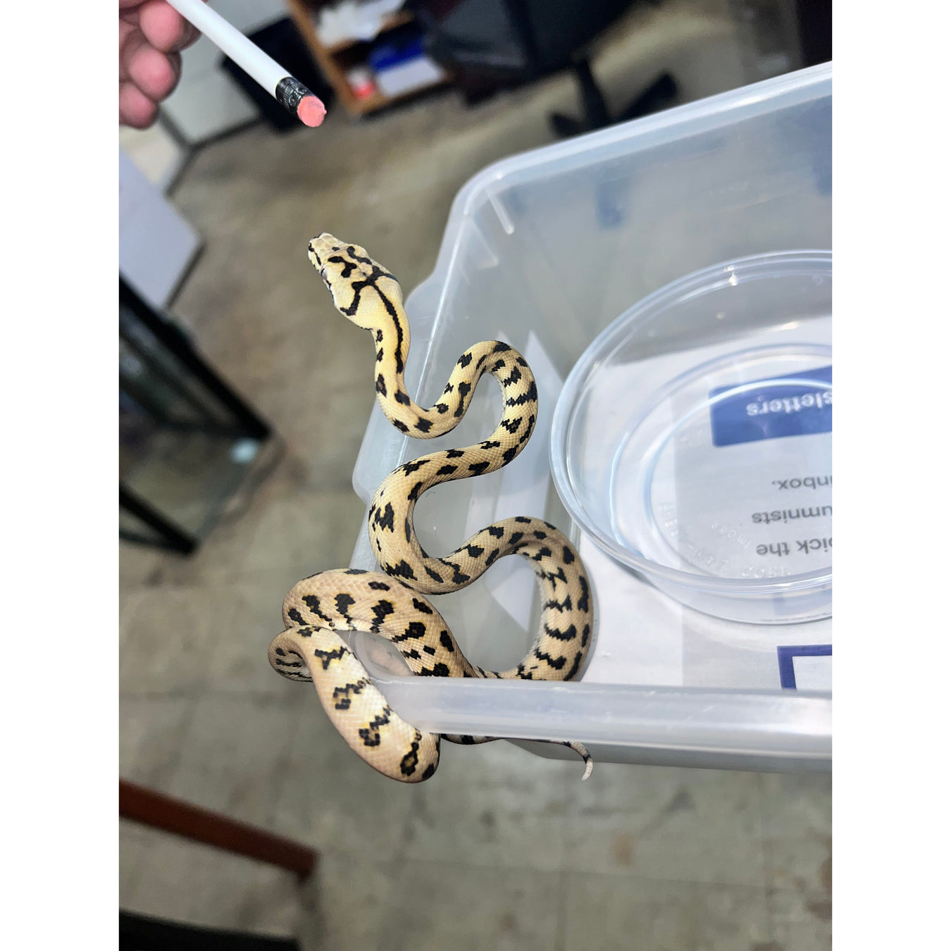 All Animals for Sale — Jungle Bobs Reptile World