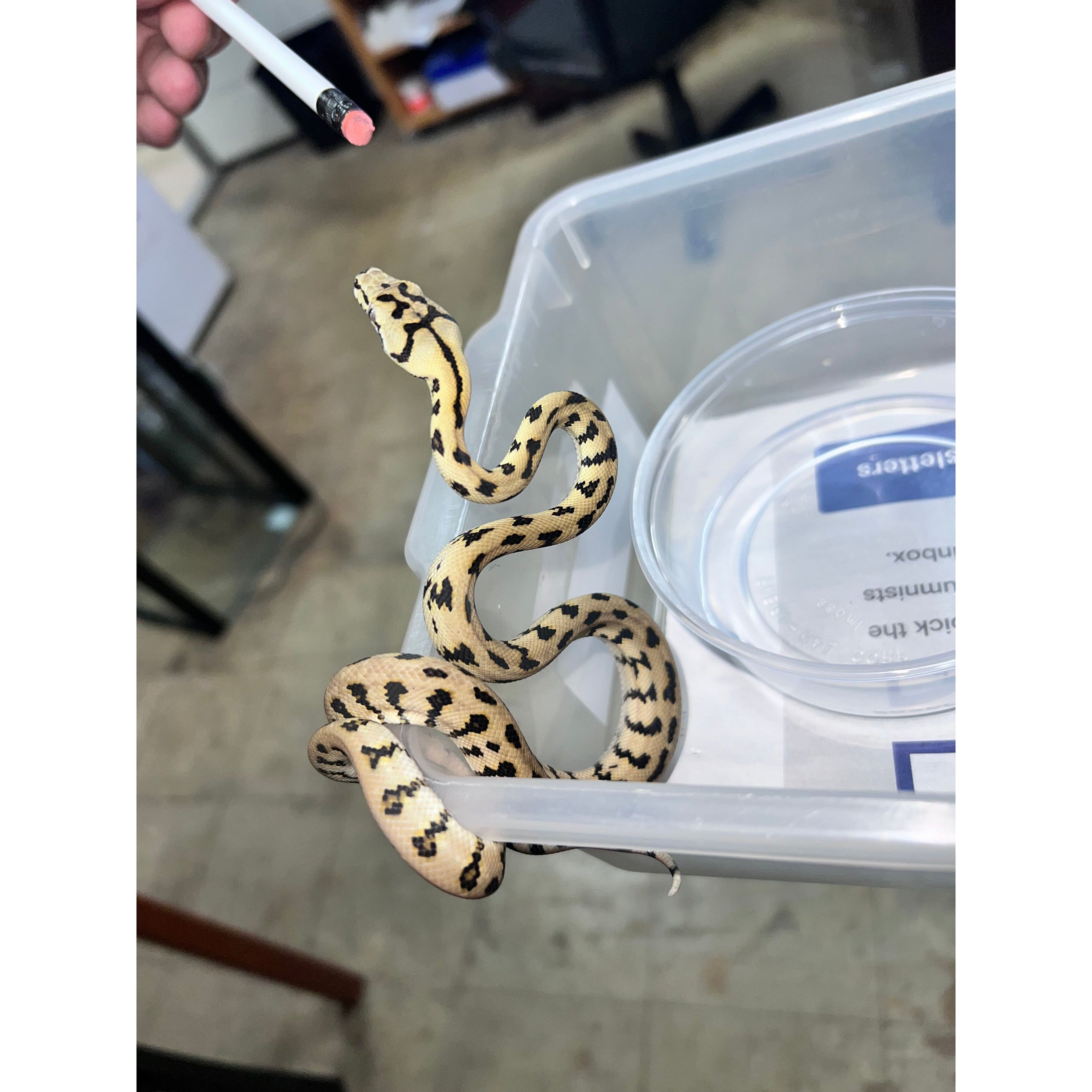 All Animals for Sale — Jungle Bobs Reptile World
