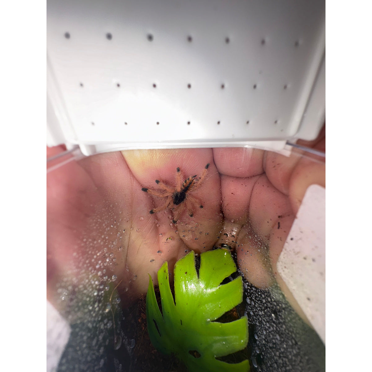 Goliath Pink Toe (Avicularia braunshauseni) (SLING) — Jungle Bobs ...