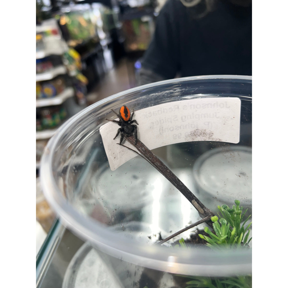 Johnson's Redback Jumping Spider (Phidippus johnsoni) — Jungle Bobs ...