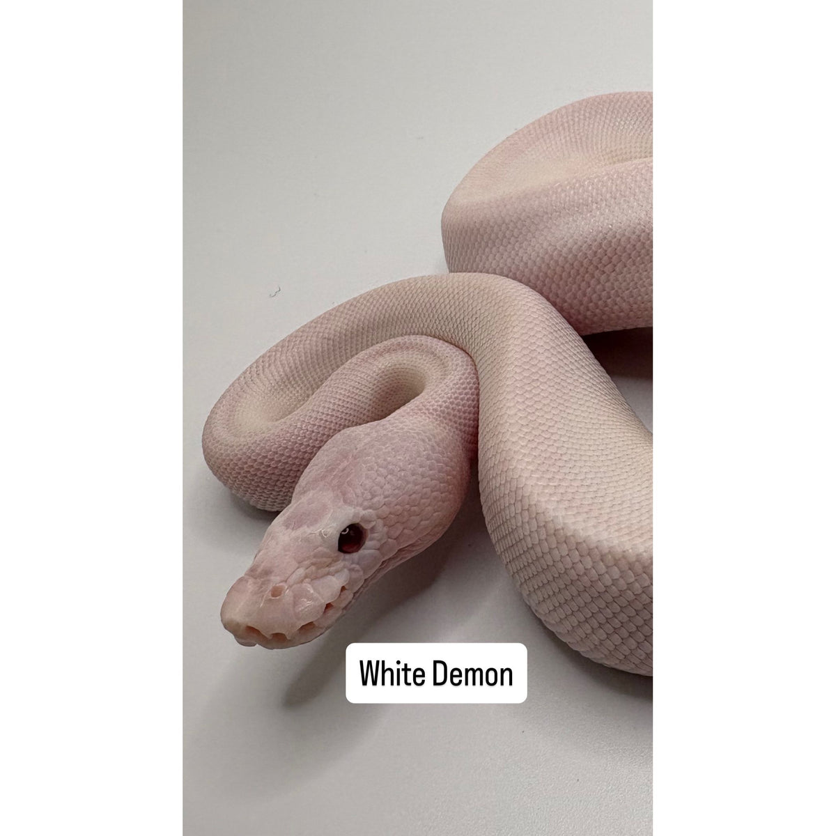 Ball Python (White Demon) — Jungle Bobs Reptile World