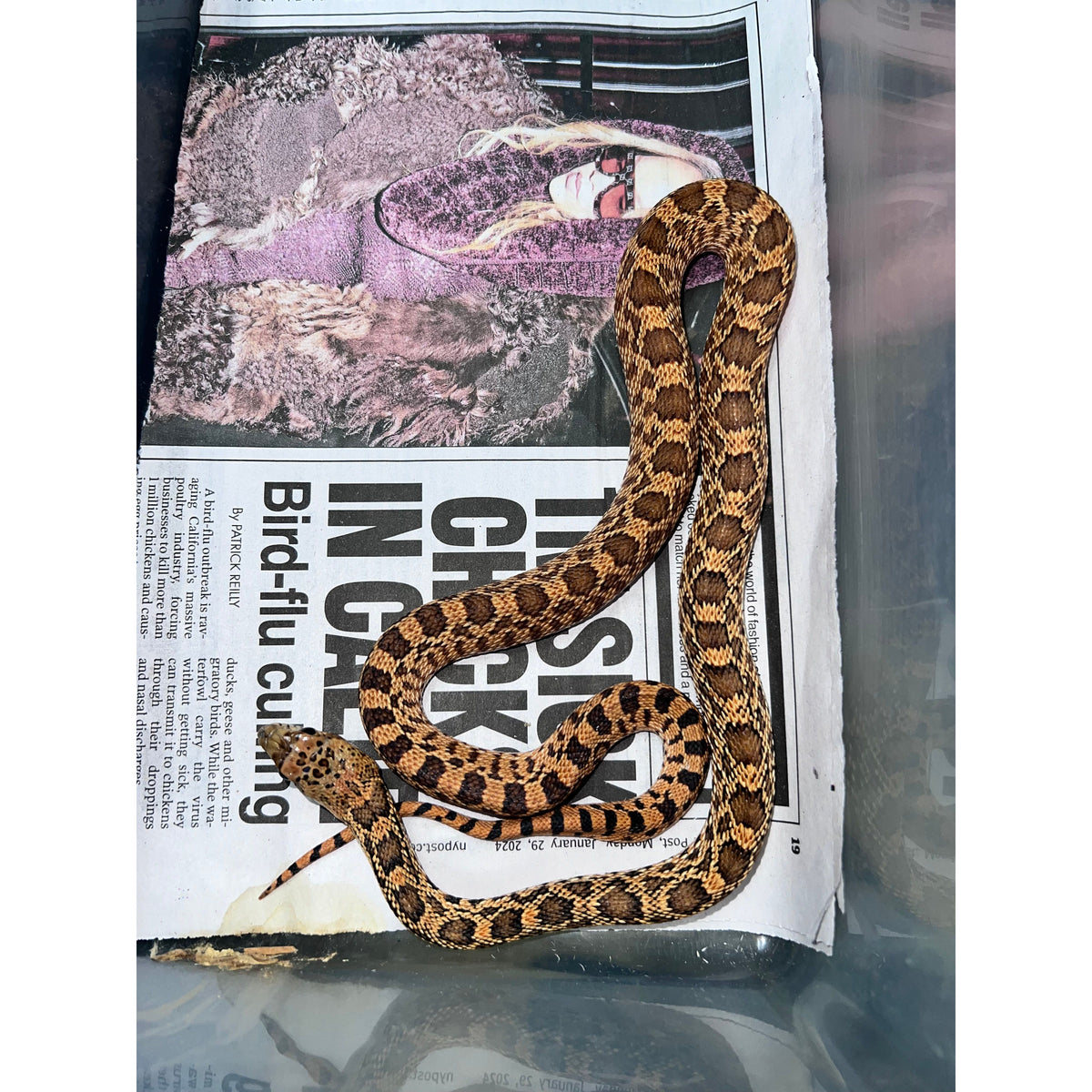 Red Bull Snake (Pituophis catenifer sayi) — Jungle Bobs Reptile World