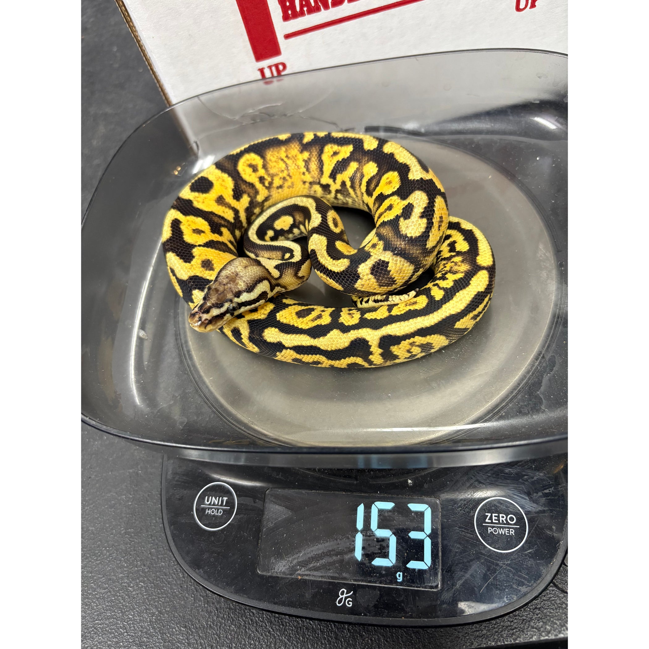 Ball Python (Pastel Fire GHI) — Jungle Bobs Reptile World