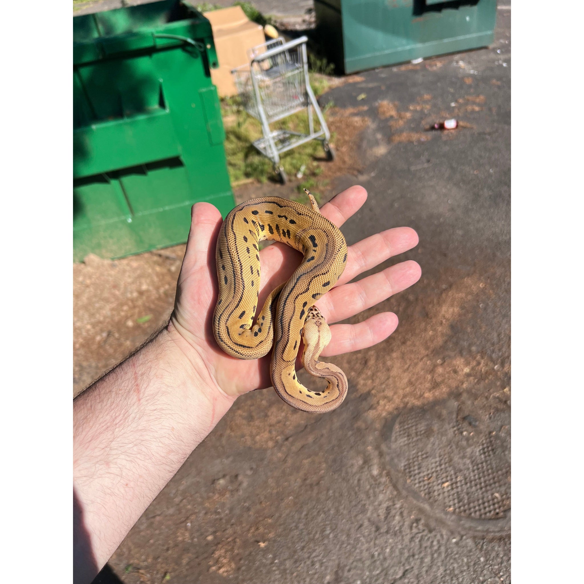 Ball Pythons for Sale — Jungle Bobs Reptile World