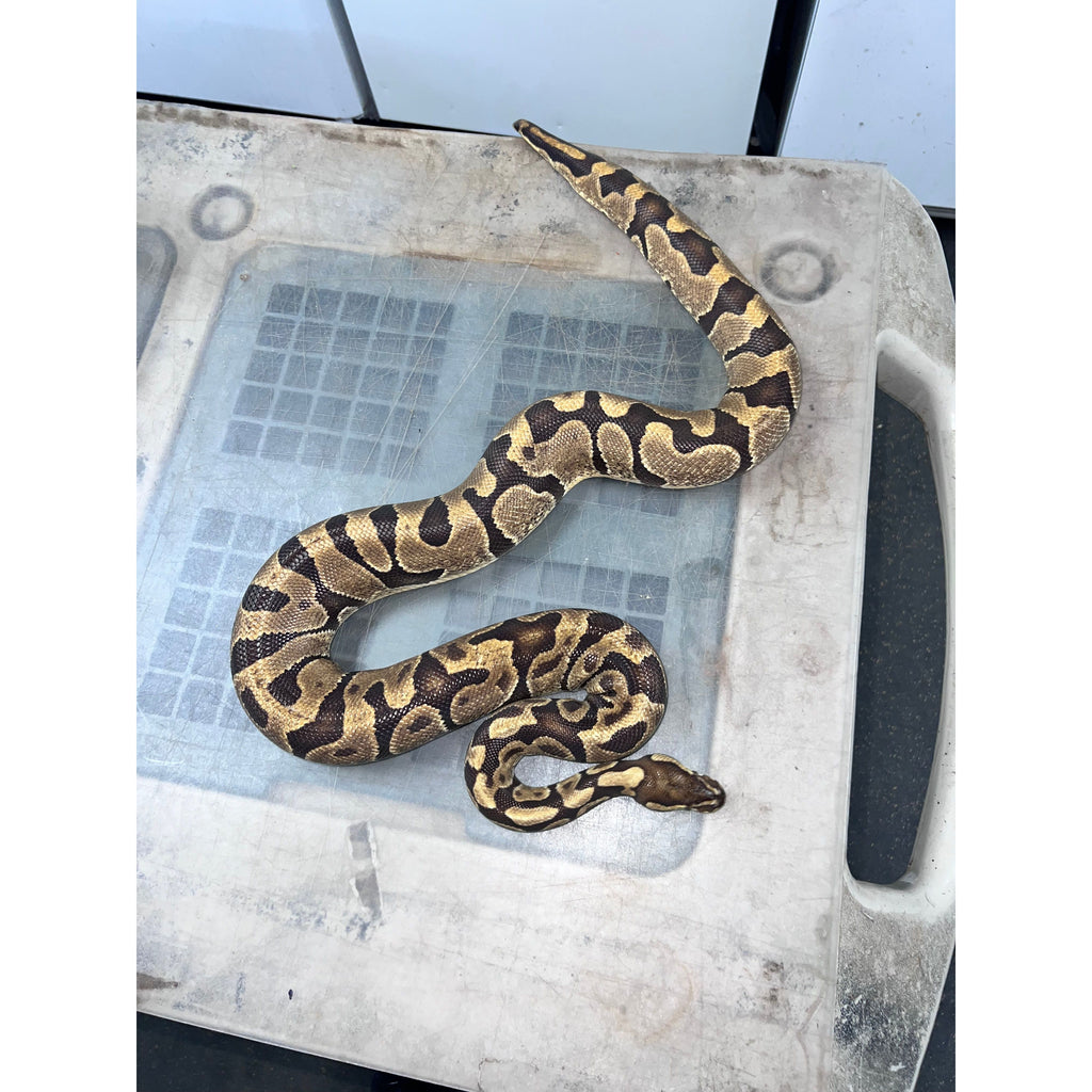 Ball Pythons for Sale — Jungle Bobs Reptile World