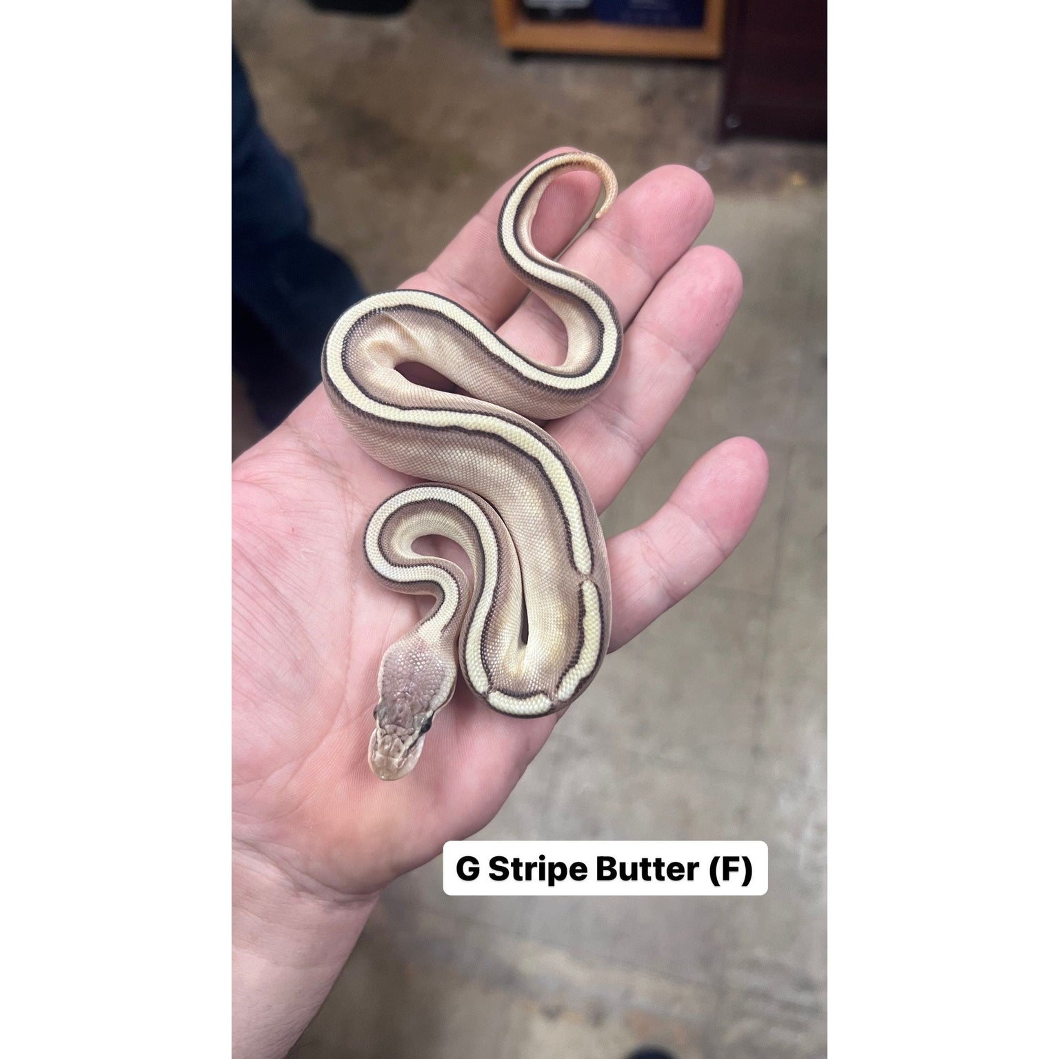 Ball Pythons for Sale — Jungle Bobs Reptile World
