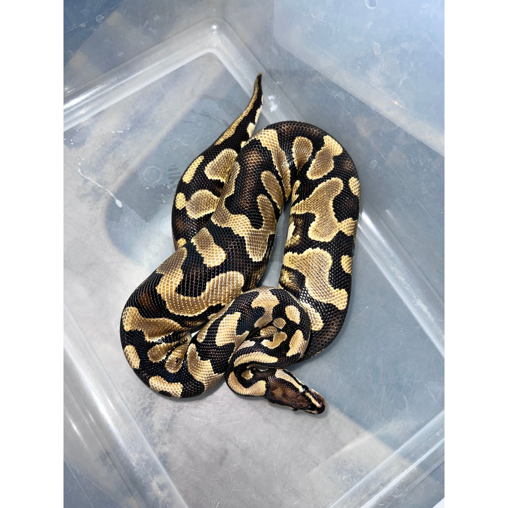 Ball Pythons for Sale — Jungle Bobs Reptile World