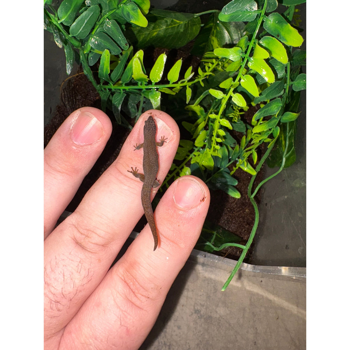Fantastic Dwarf Gecko (Sphaerodactylus fantasticus fantasticus) (Male ...