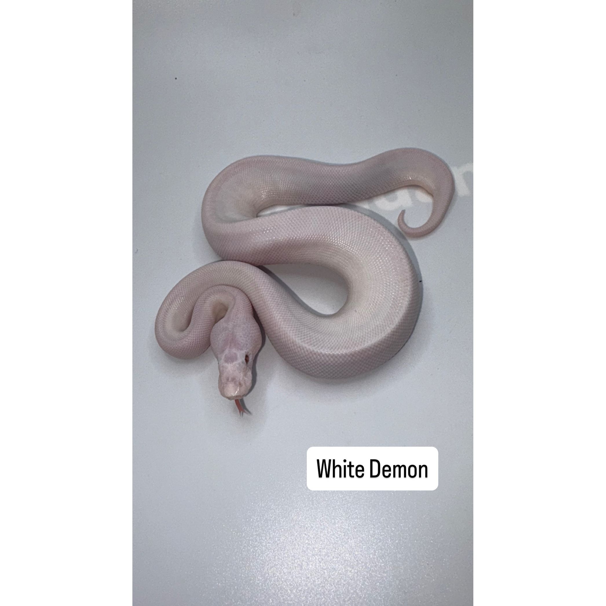 Ball Python (White Demon) — Jungle Bobs Reptile World
