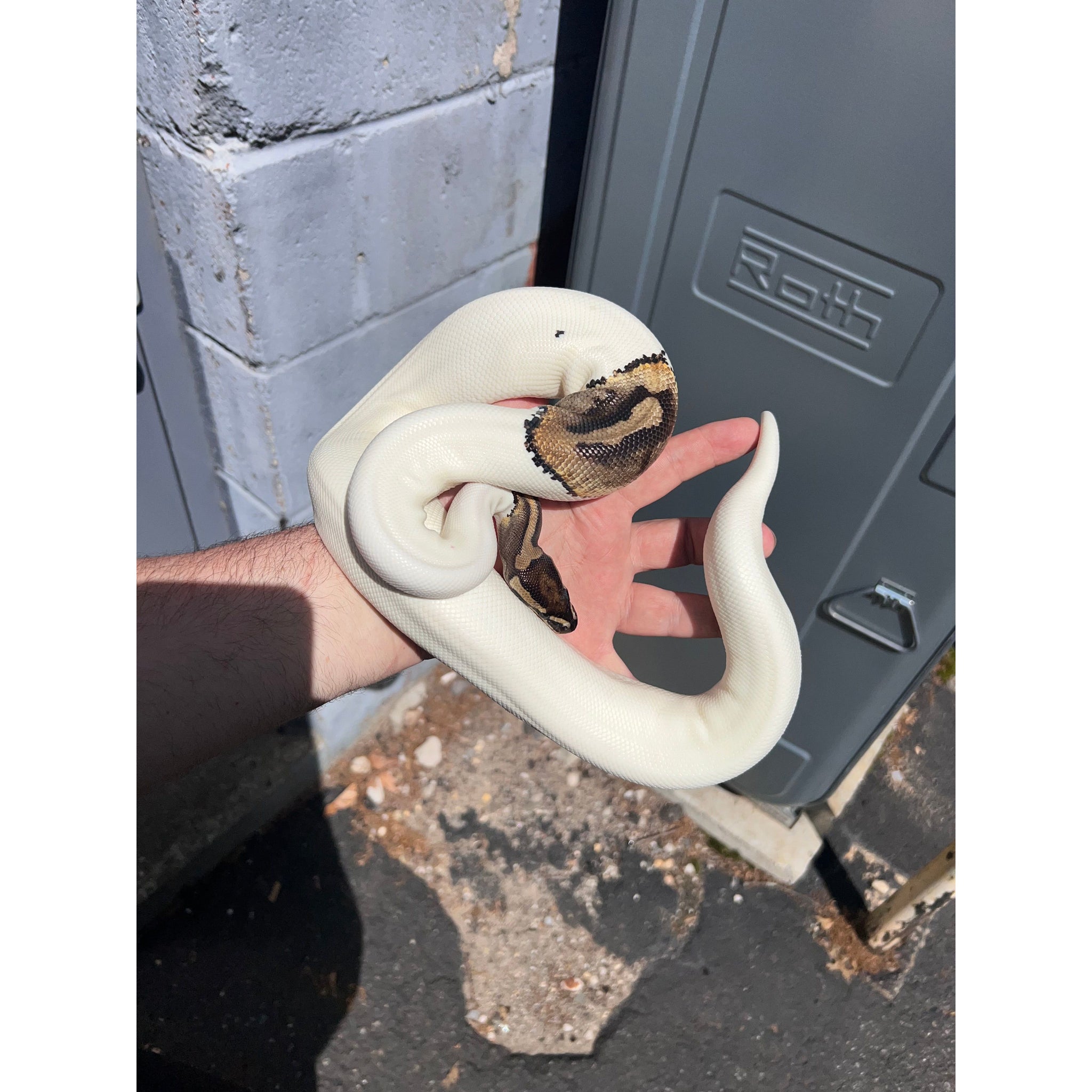 Ball Pythons for Sale — Jungle Bobs Reptile World