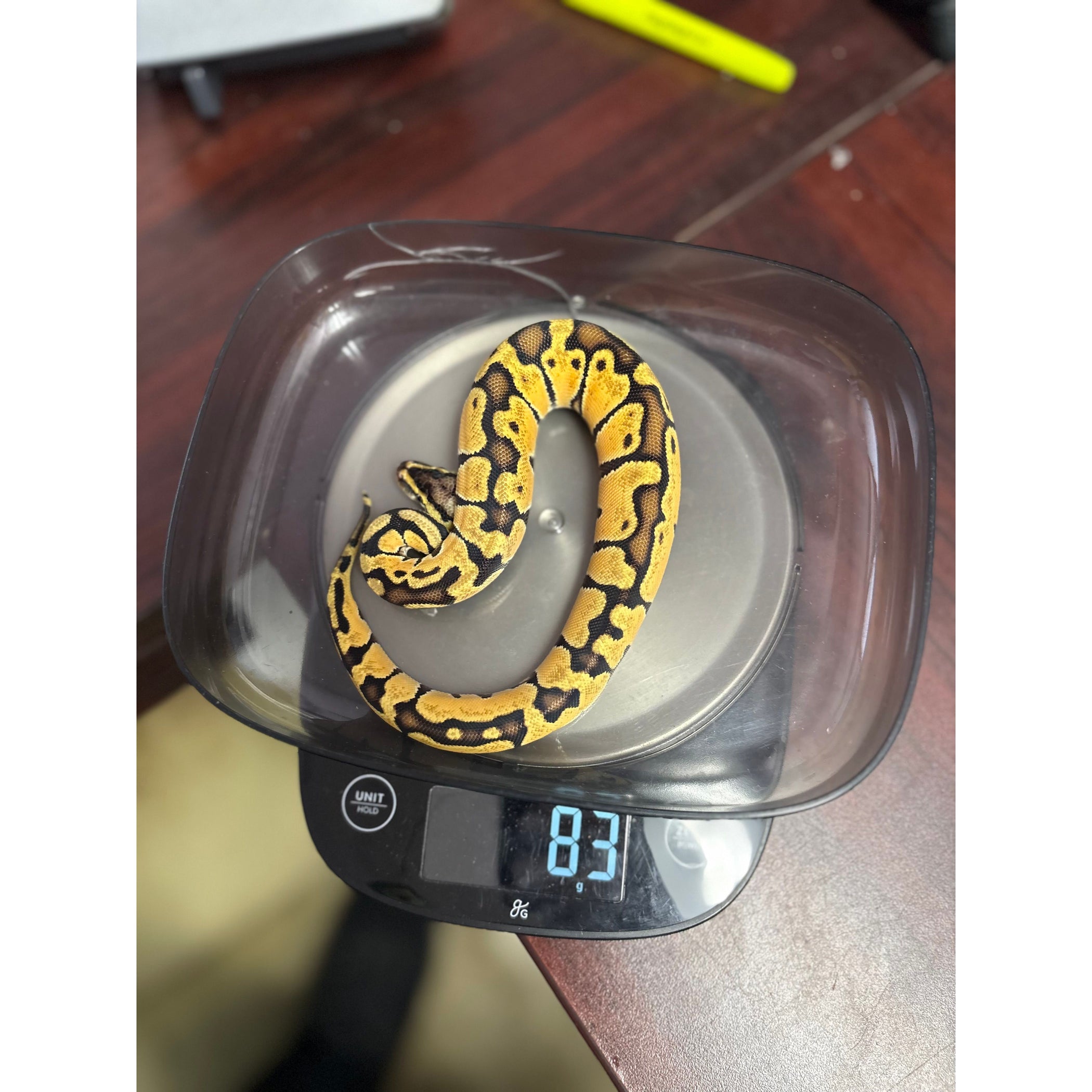 Ball Python (Super Enchi Pastel) — Jungle Bobs Reptile World