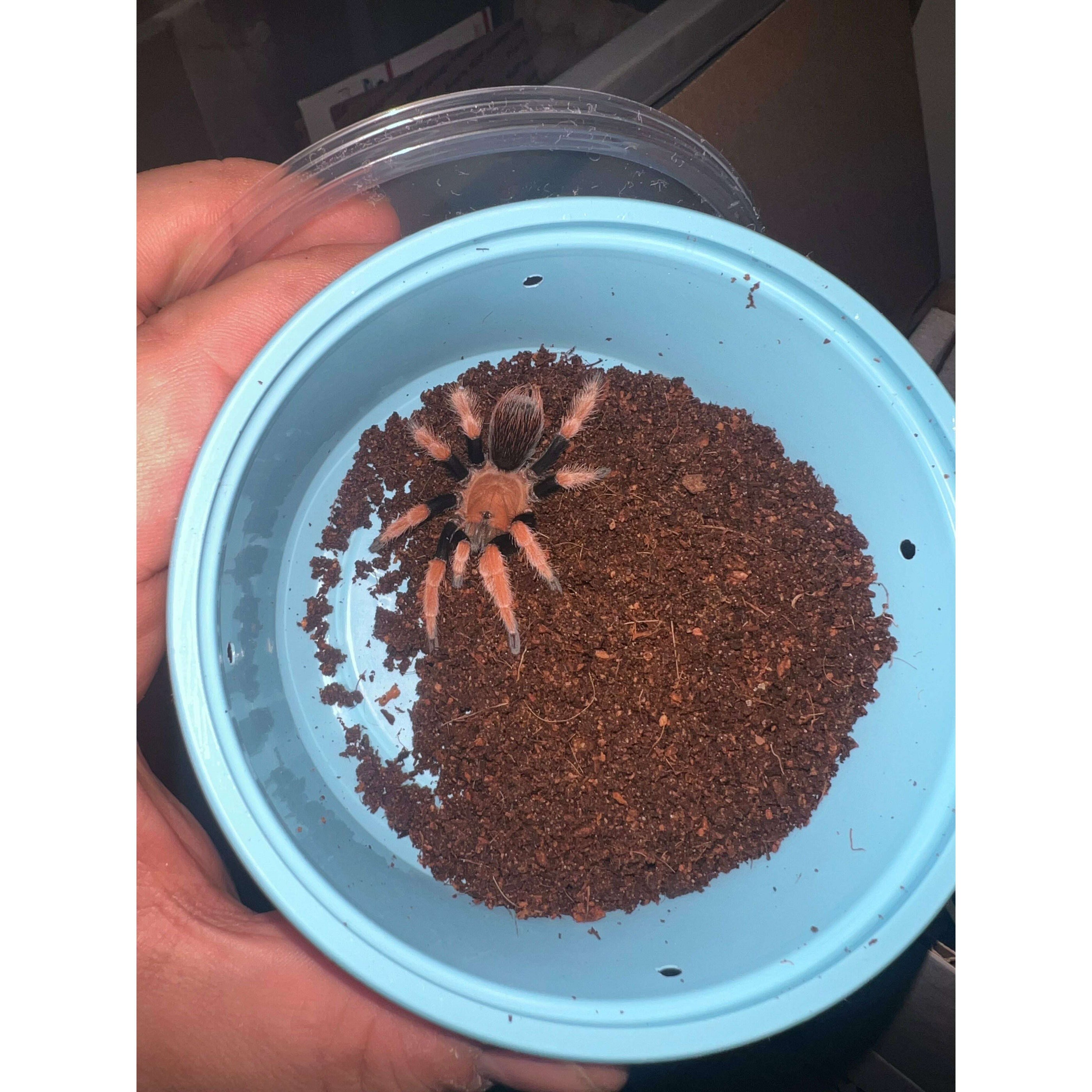 Mexican Blood Leg Tarantula (Juvenile) (Aphonopelma bicoloratarum ...