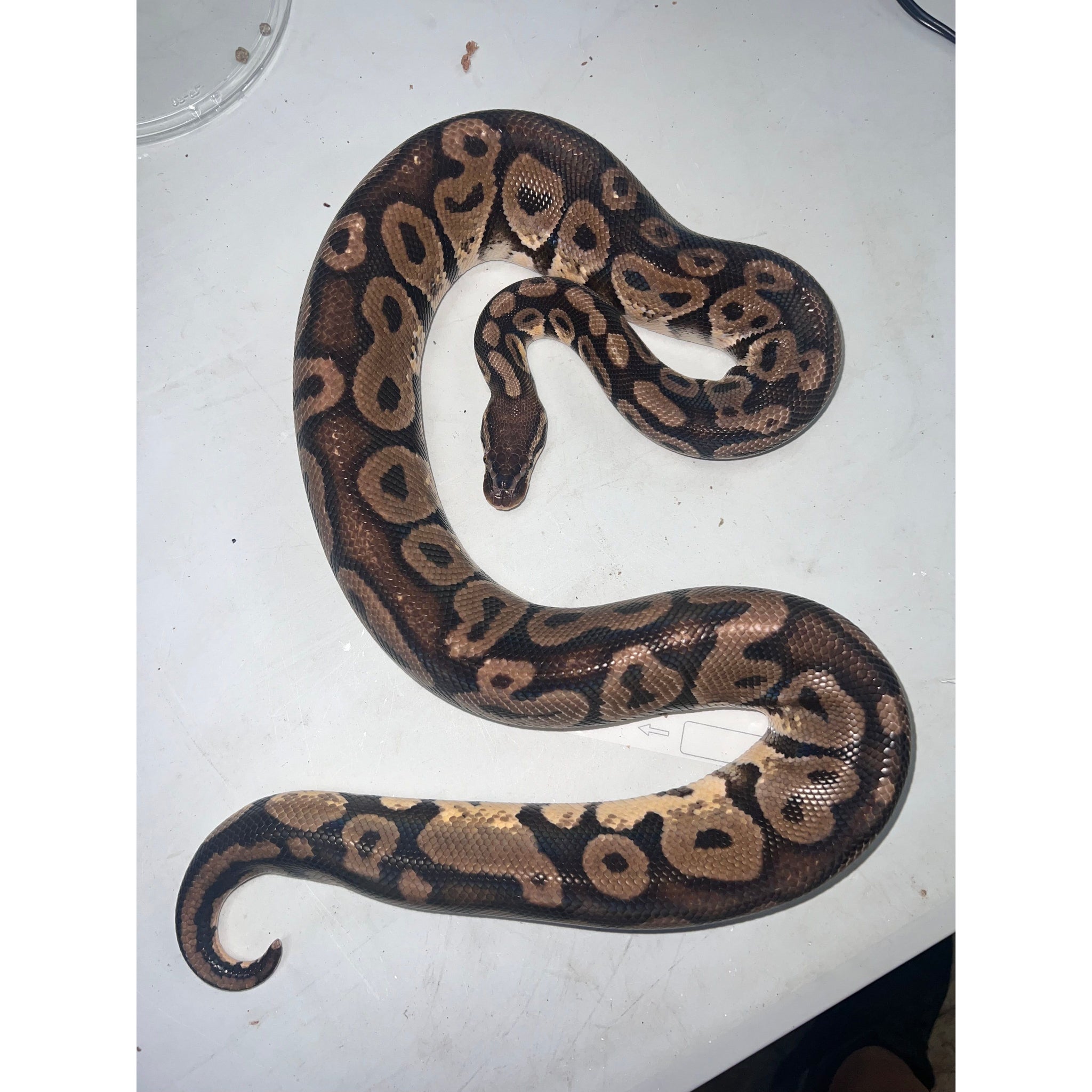 Ball Pythons for Sale — Jungle Bobs Reptile World