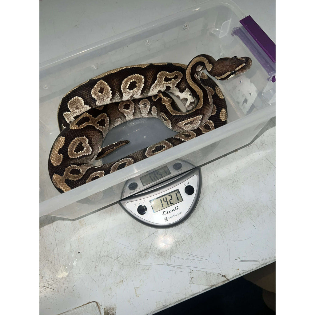 Ball Pythons for Sale — Jungle Bobs Reptile World
